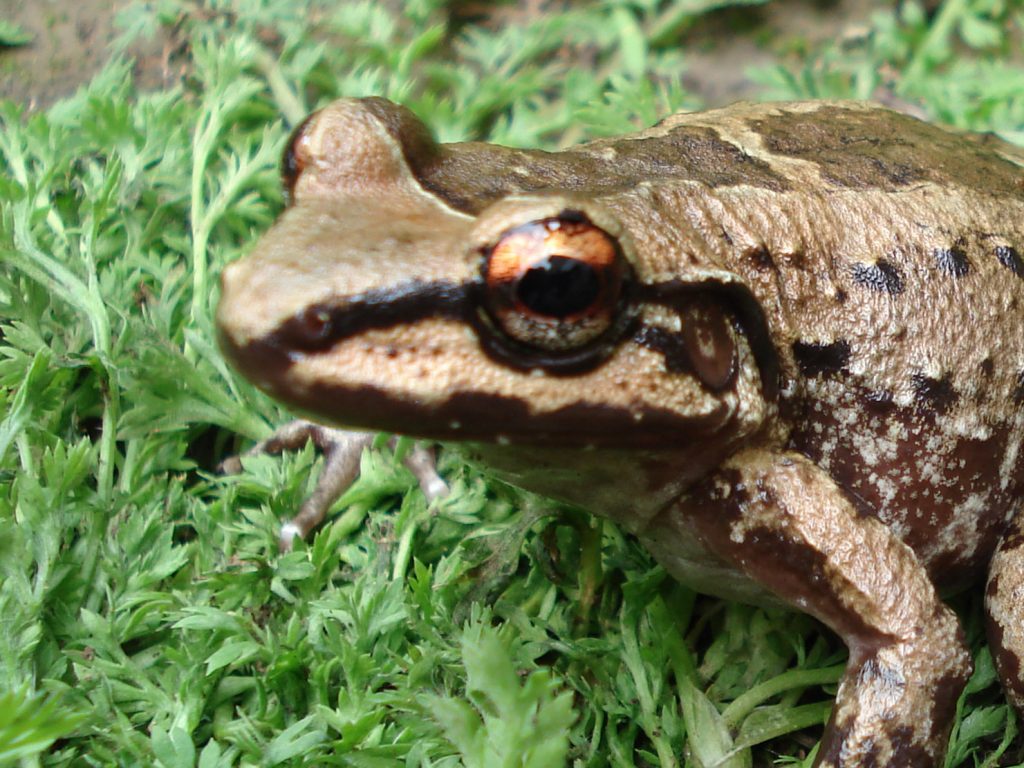 ANFIBIOS | Bioventura Expedições