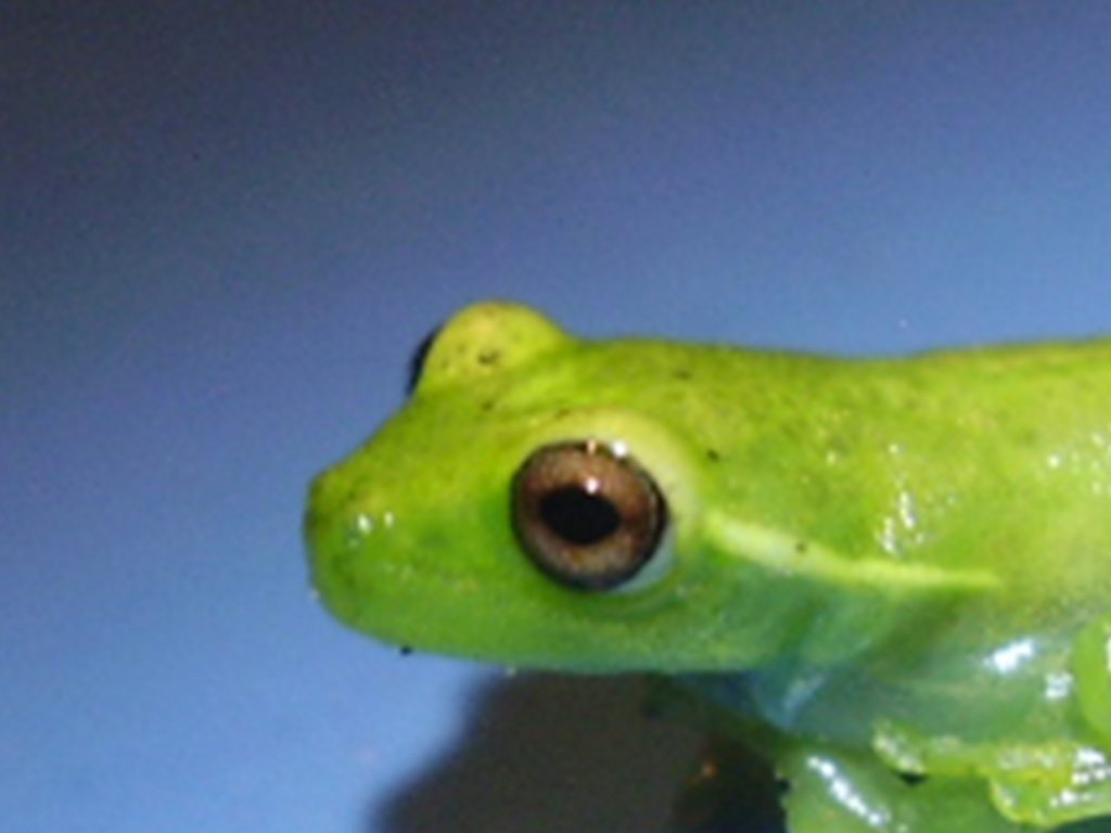 Anfíbios | Bioventura